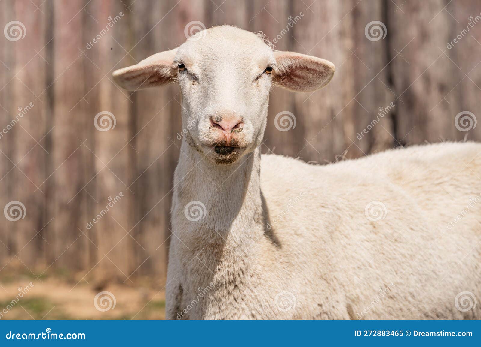 Funny Looking Sheep Looking at Camera Stock Image - Image of ...