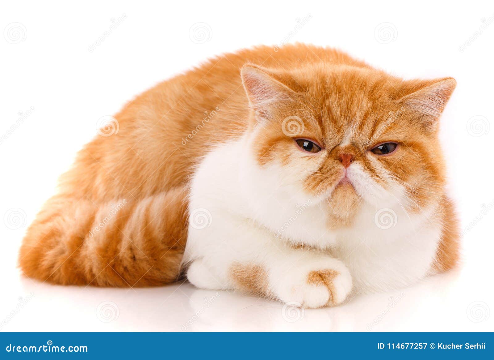 Portrait of Red White Exotic Cat. Stock Image - Image of white ...