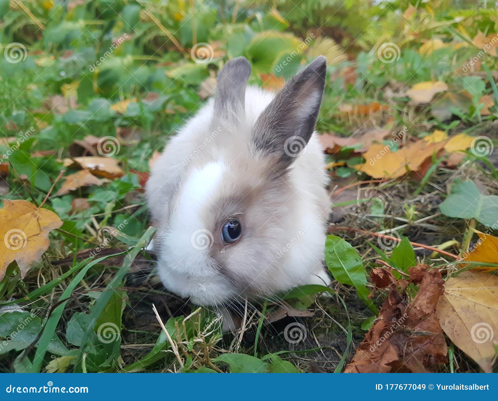 Close Up.funny Rabbit Looking at the Camera Stock Image - Image of ...
