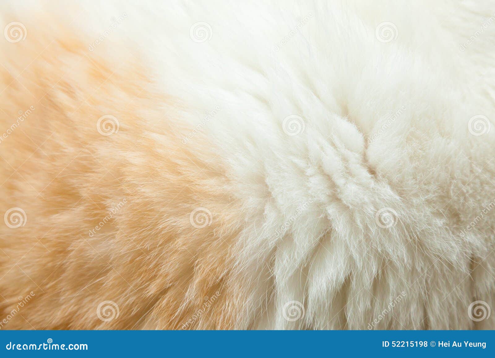 Close Up Fur of a Ginger Cat Stock Photo - Image of background, brown ...