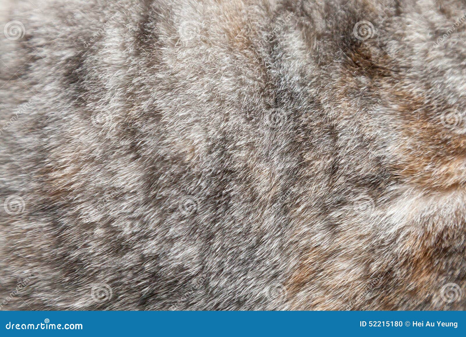 Close up fur of a grey cat stock photo. Image of close - 52215180