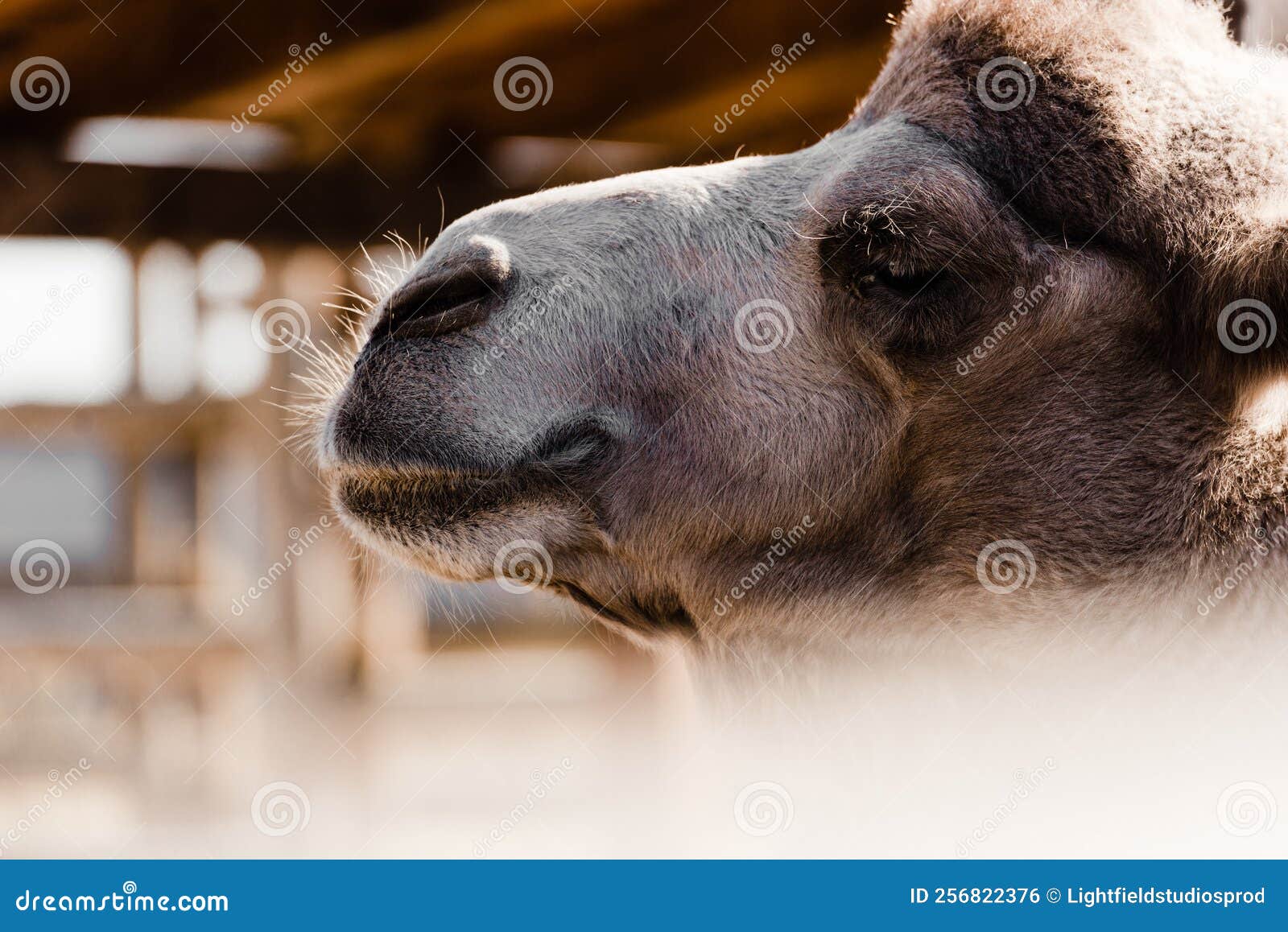 Close up of furry camel in stock photo. Image of outside - 256822376