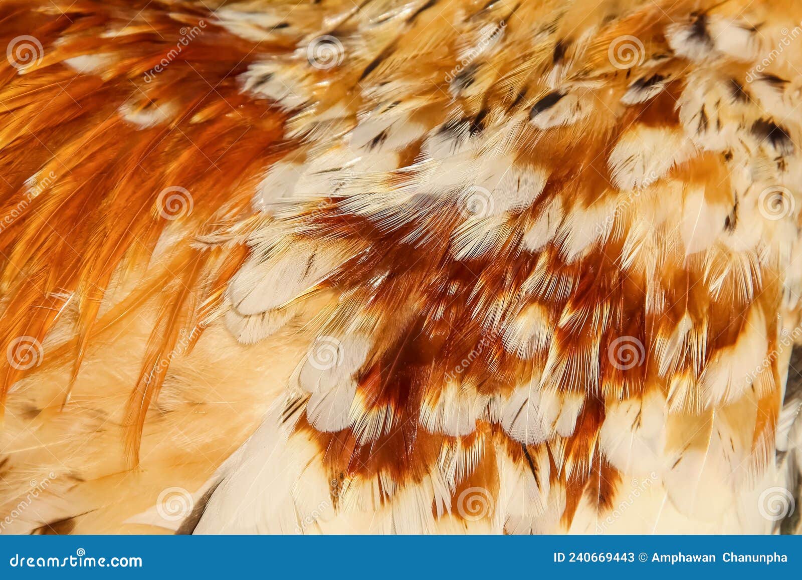Close Up Furry Chicken Texture with Colorful Natural Patterns on ...