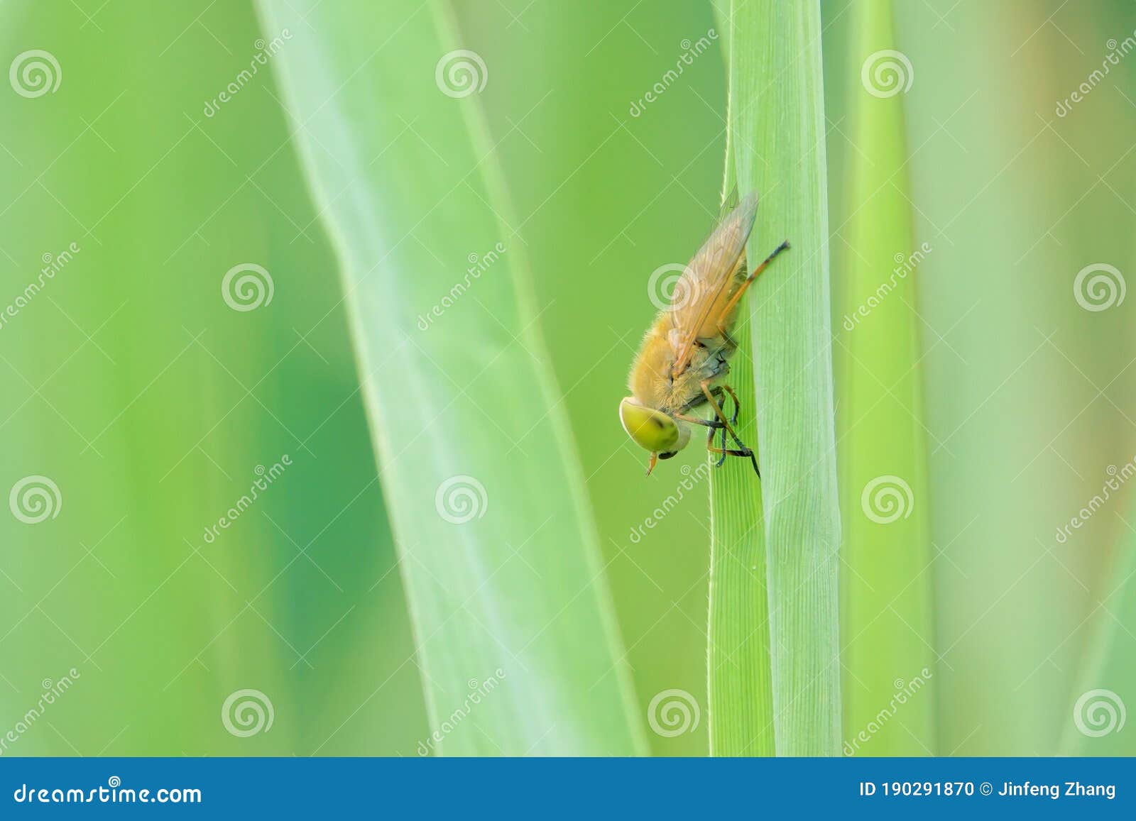 Gadfly stock photo. Image of grass, insects, animal - 190291870