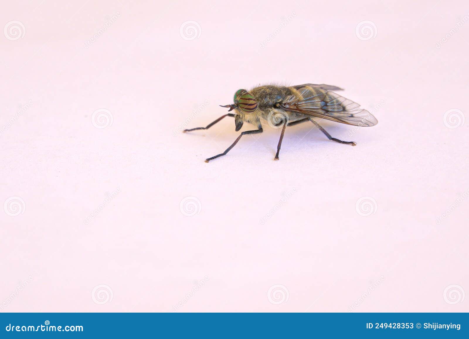 Gadfly, Tabanus Bovinus On The Human Skin Royalty-Free Stock Image ...