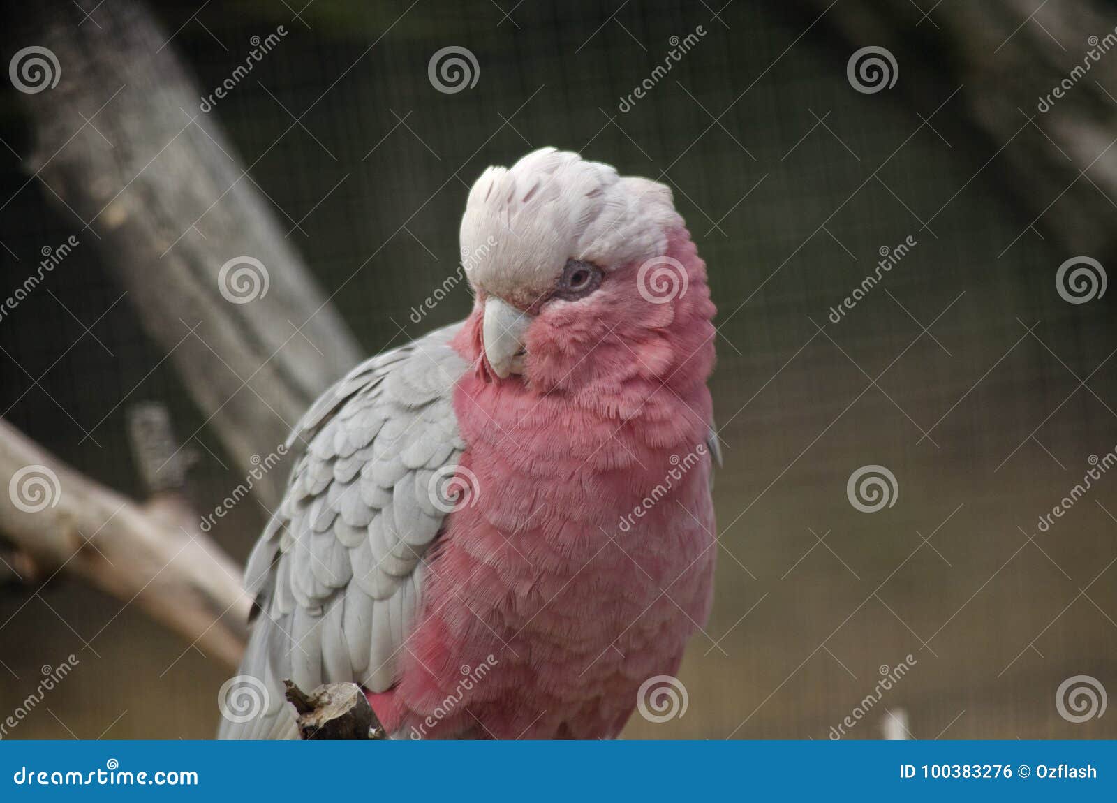 Galah stock photo. Image of bird, cockatoo, australia - 100383276