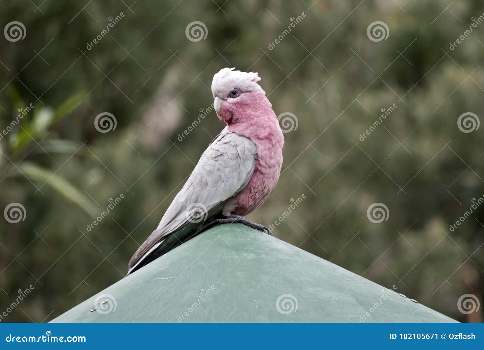 Galah stock image. Image of cockatoo, bird, feathers - 102105671