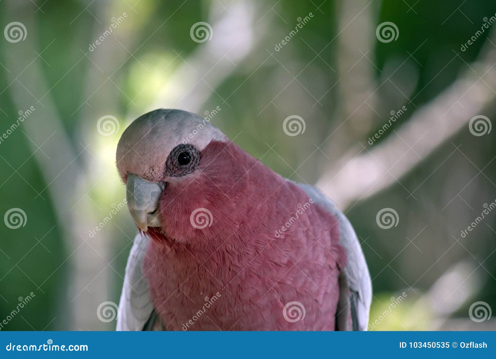 Galah stock image. Image of fauna, macaw, close, organism - 103450535