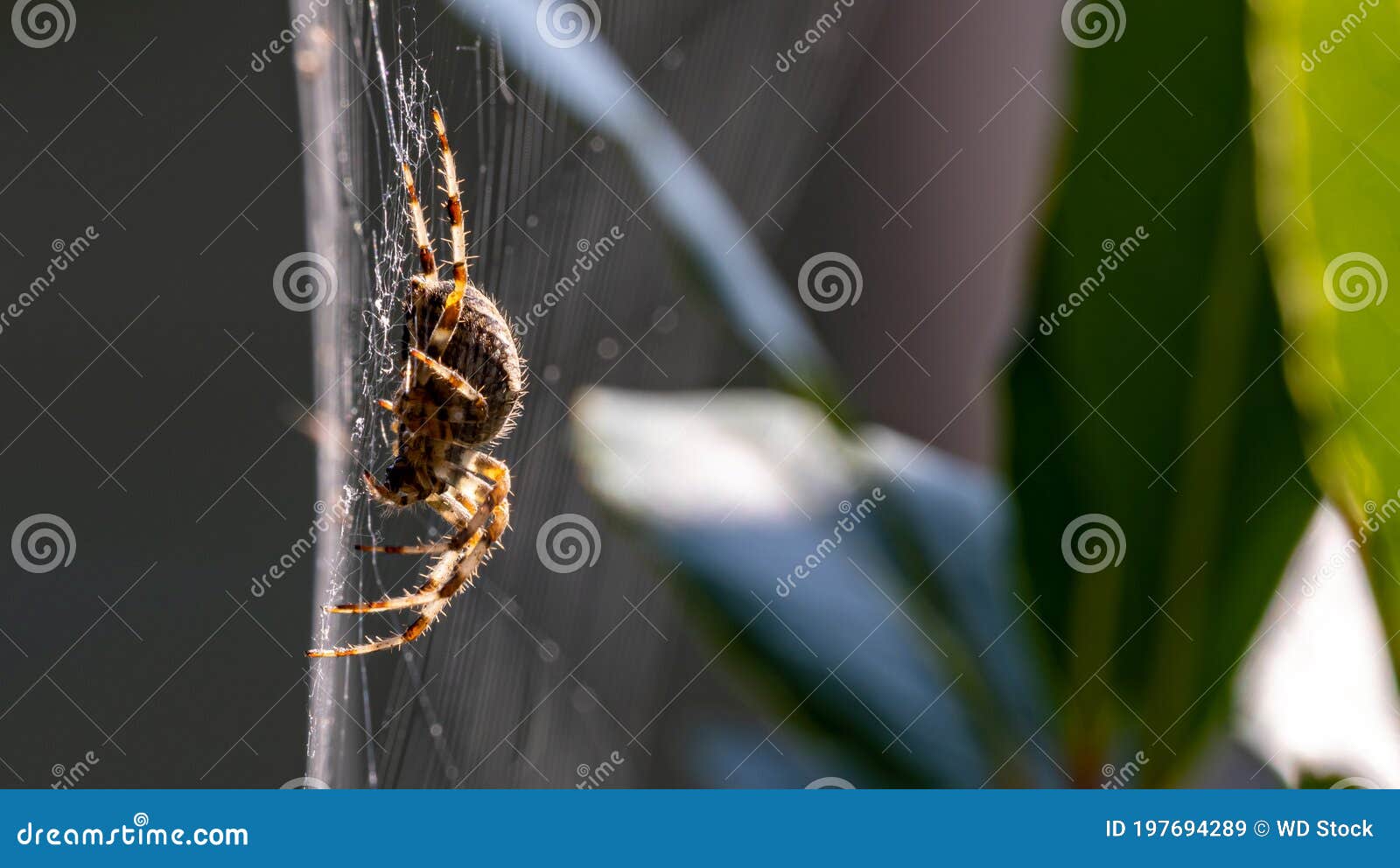 Profile of a Large Garden Spider on a Web Stock Image - Image of macro ...