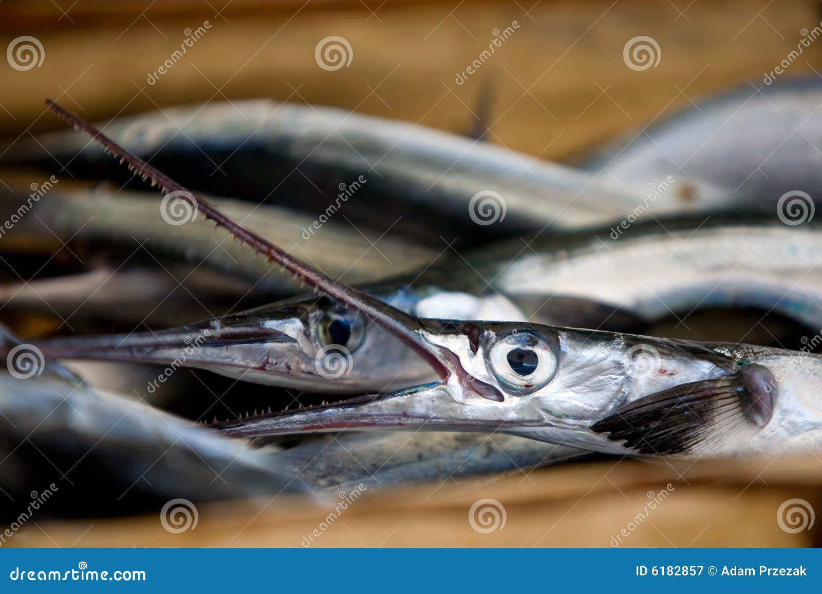 Close-up of Garfish (belone Belone) Stock Image - Image of catch ...