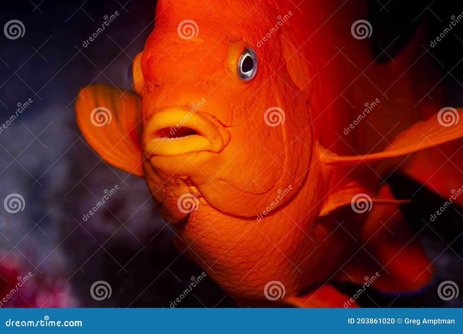A close up of a garibaldi stock photo. Image of swimming - 203861020