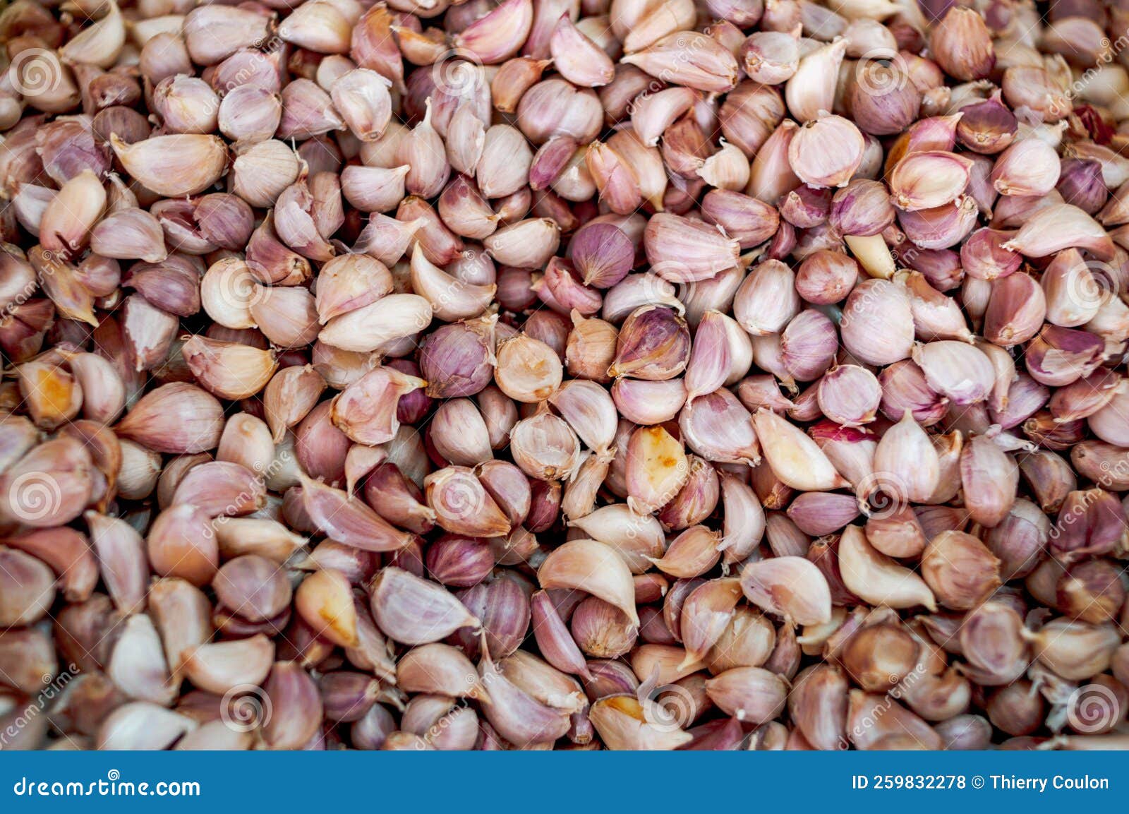 Close up Garlic cloves stock photo. Image of crop, ingredient - 259832278