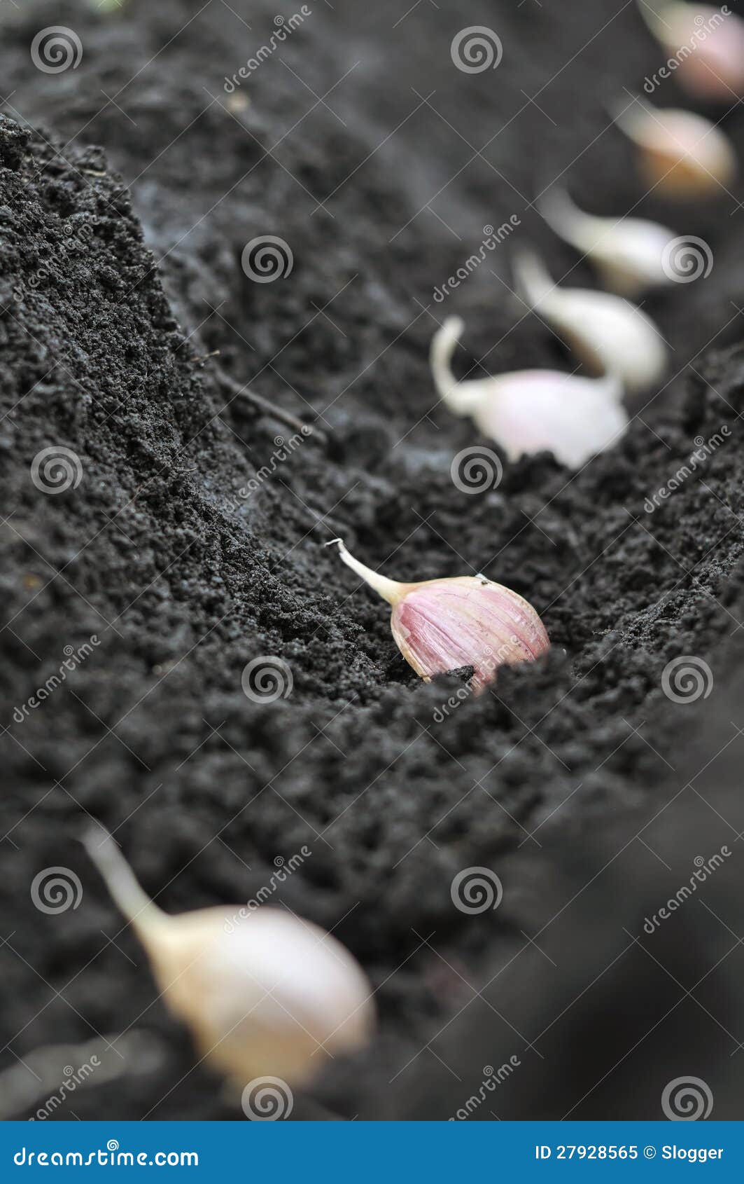 Close-up of Garlic in Planting Process Stock Image - Image of vegetable ...