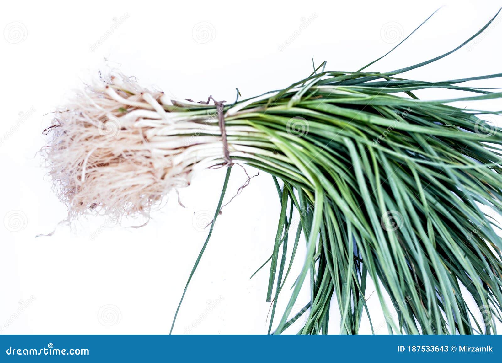Close Up of Garlic Shoots or Spring Garlic or Young Garlic or Baby ...