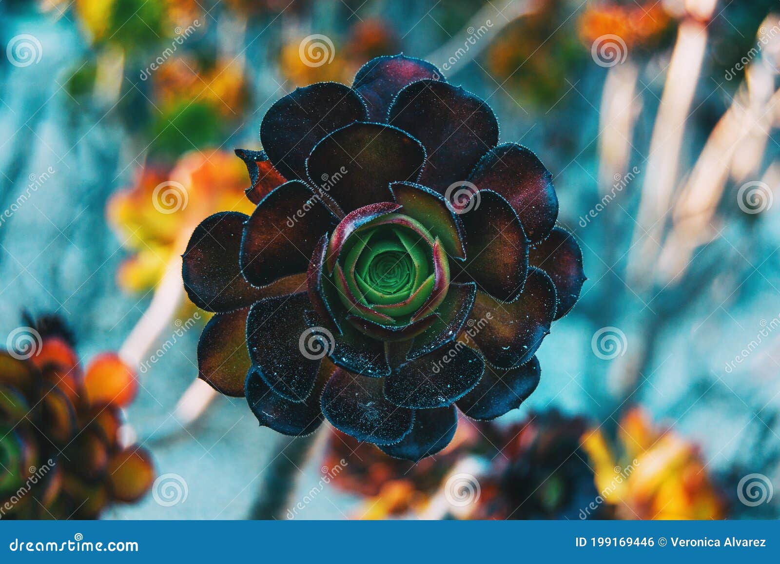 Close-up of a Garnet Rosette of Aeonium Arboreum Stock Photo - Image of ...