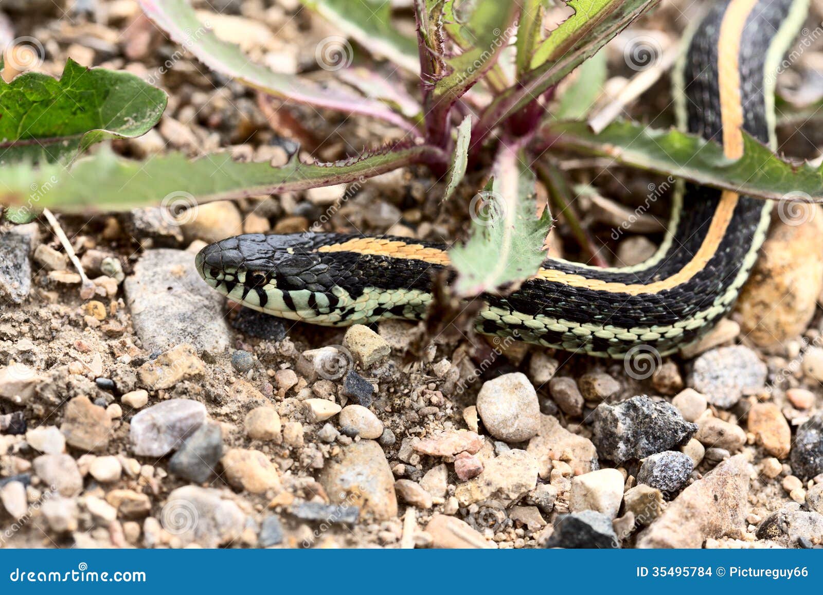 Close up Garter Snake stock photo. Image of reptile, lizard - 35495784