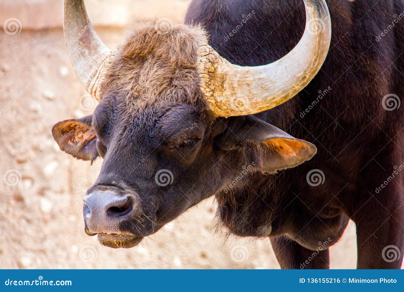 Close-up of a Gaur, an Indian Bison, Bos Gaurus Stock Photo - Image of ...