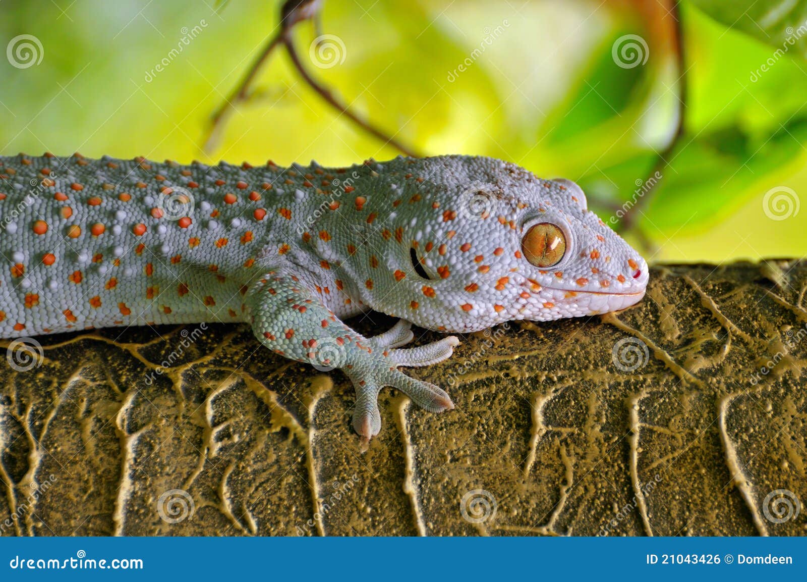 Close up gecko. stock photo. Image of primitive, color - 21043426