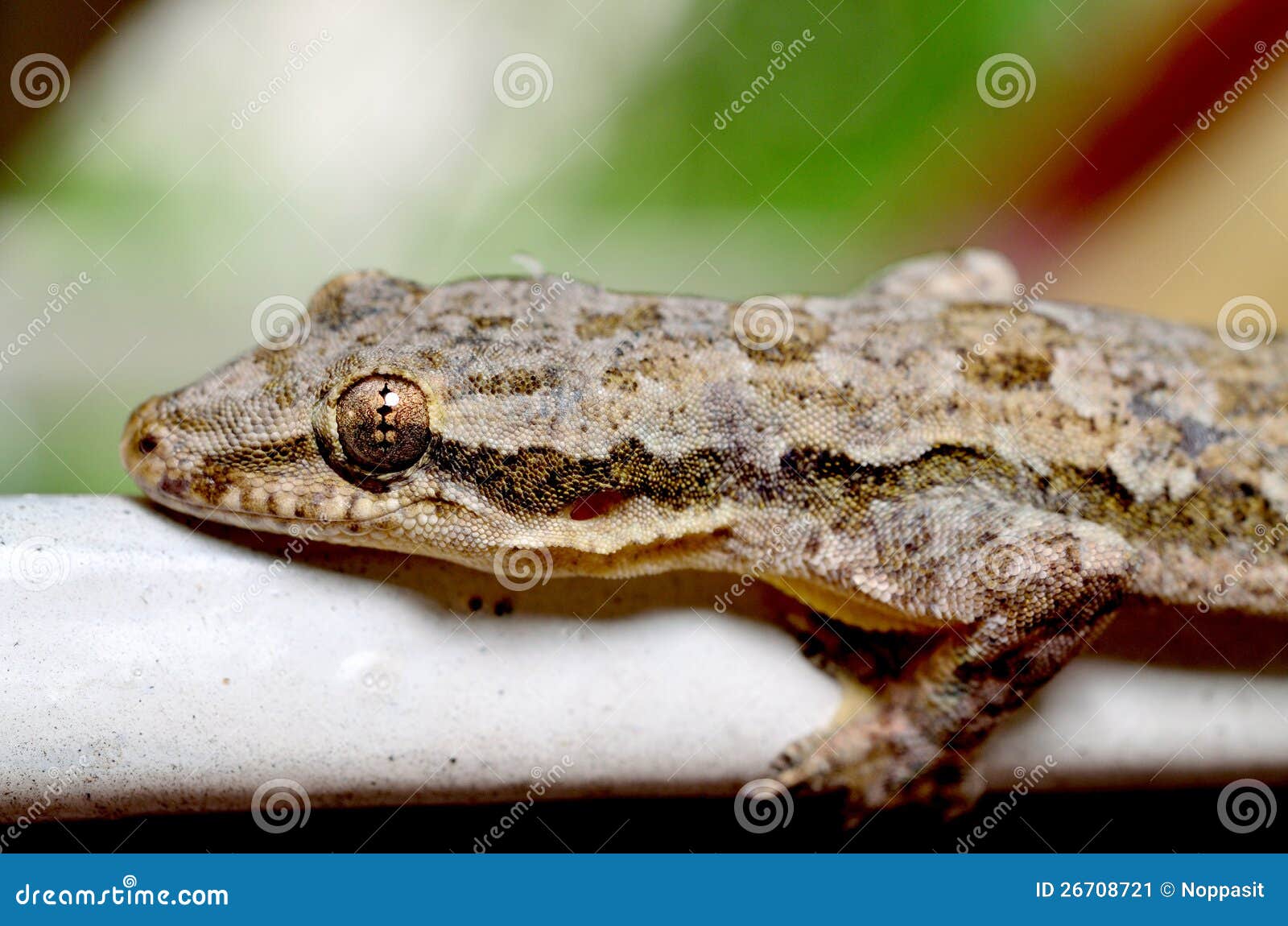 Close up gecko stock image. Image of reptile, reptilian - 26708721