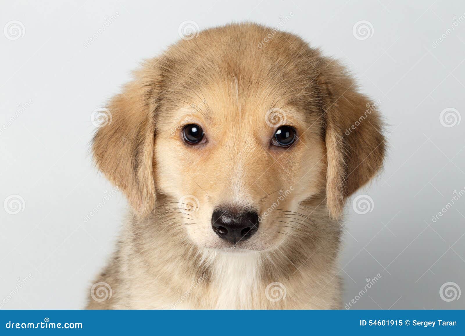 Close-up Gemengd Ras Ginger Puppy Pity Looking Isolated Op Wit Stock ...