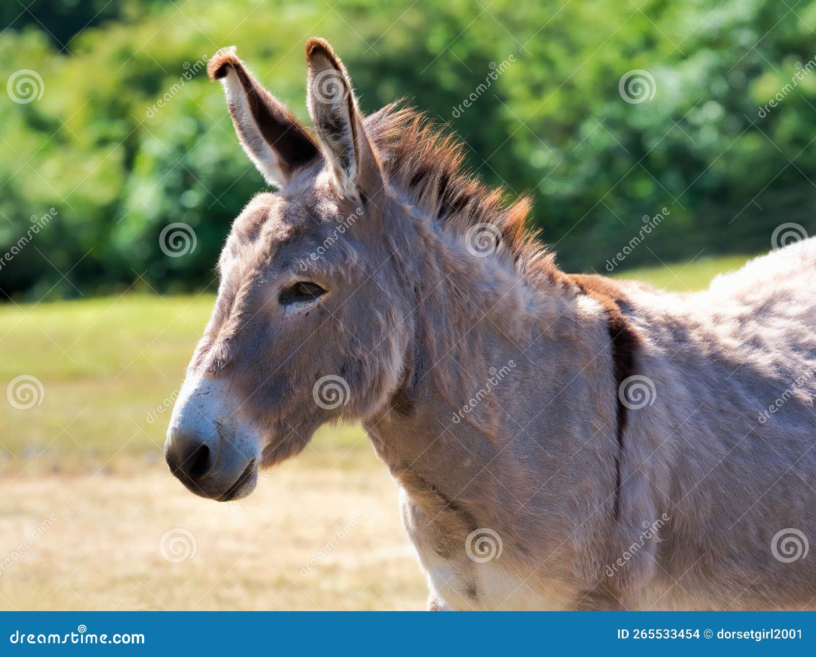 Close-up of a Gentle Grey Donkey Stock Photo - Image of grass, brown ...