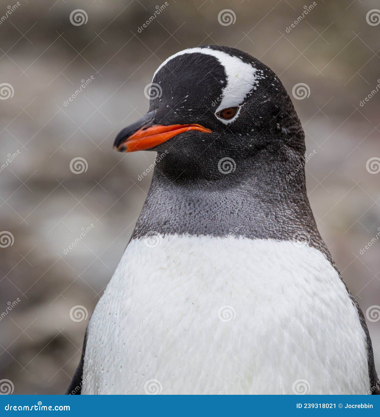 Close Up of Gentoo Penguin Facing Slightly Left, Beak Closed Stock ...