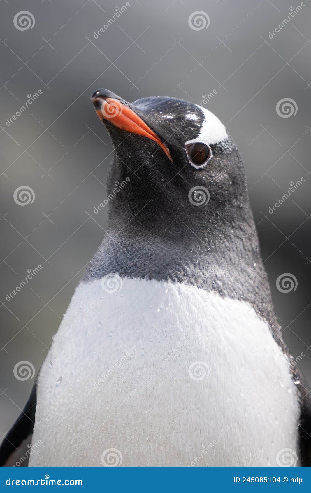 Close-up of Gentoo Penguin Standing Lifting Head Stock Photo - Image of ...