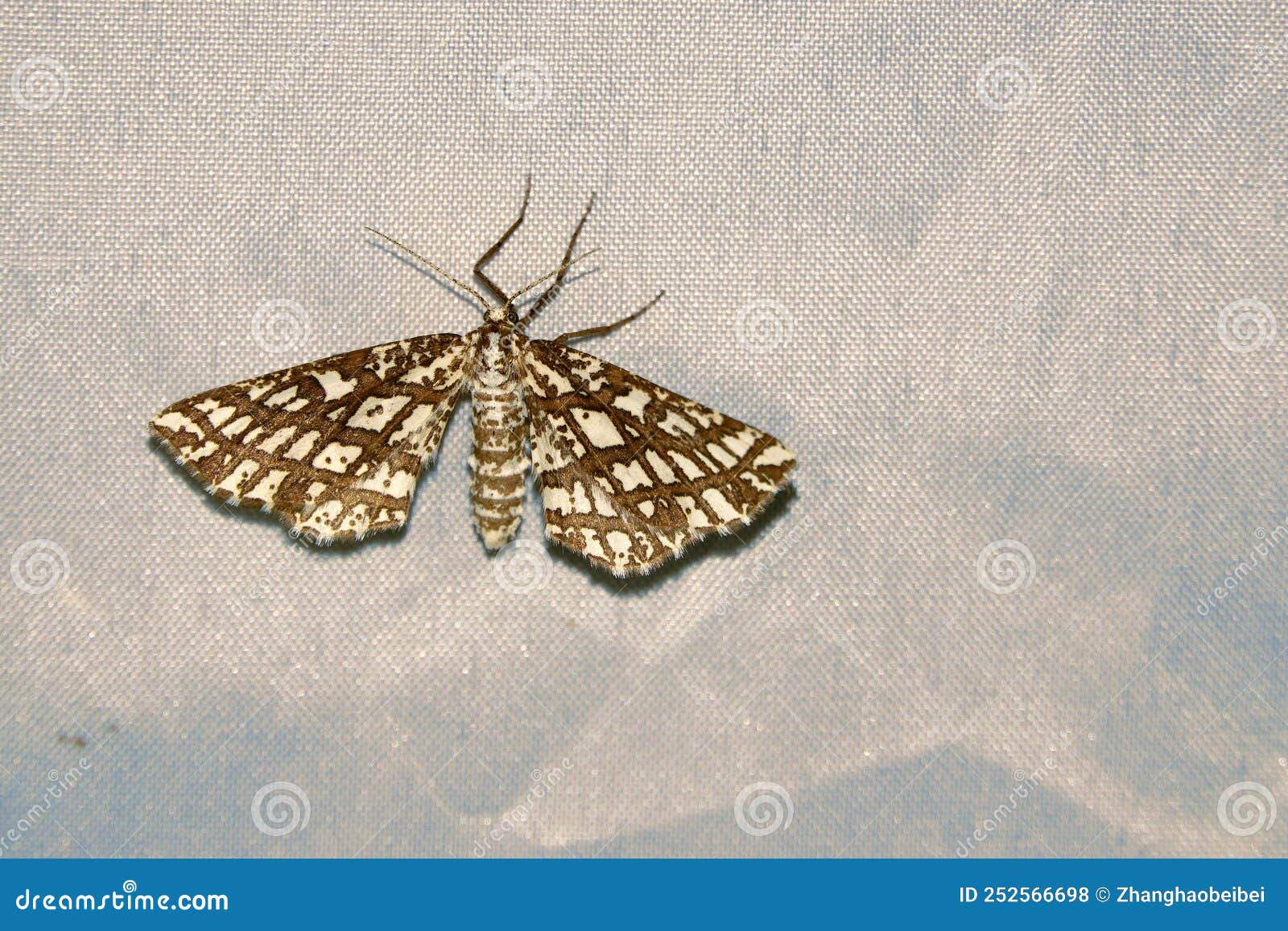 Geometrid moth stock photo. Image of stripe, insects - 252566698