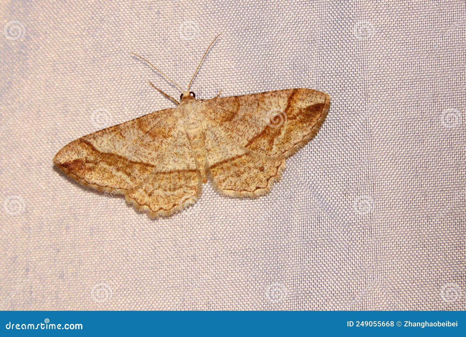 Geometrid moth stock photo. Image of close, zebra, insect - 249055668