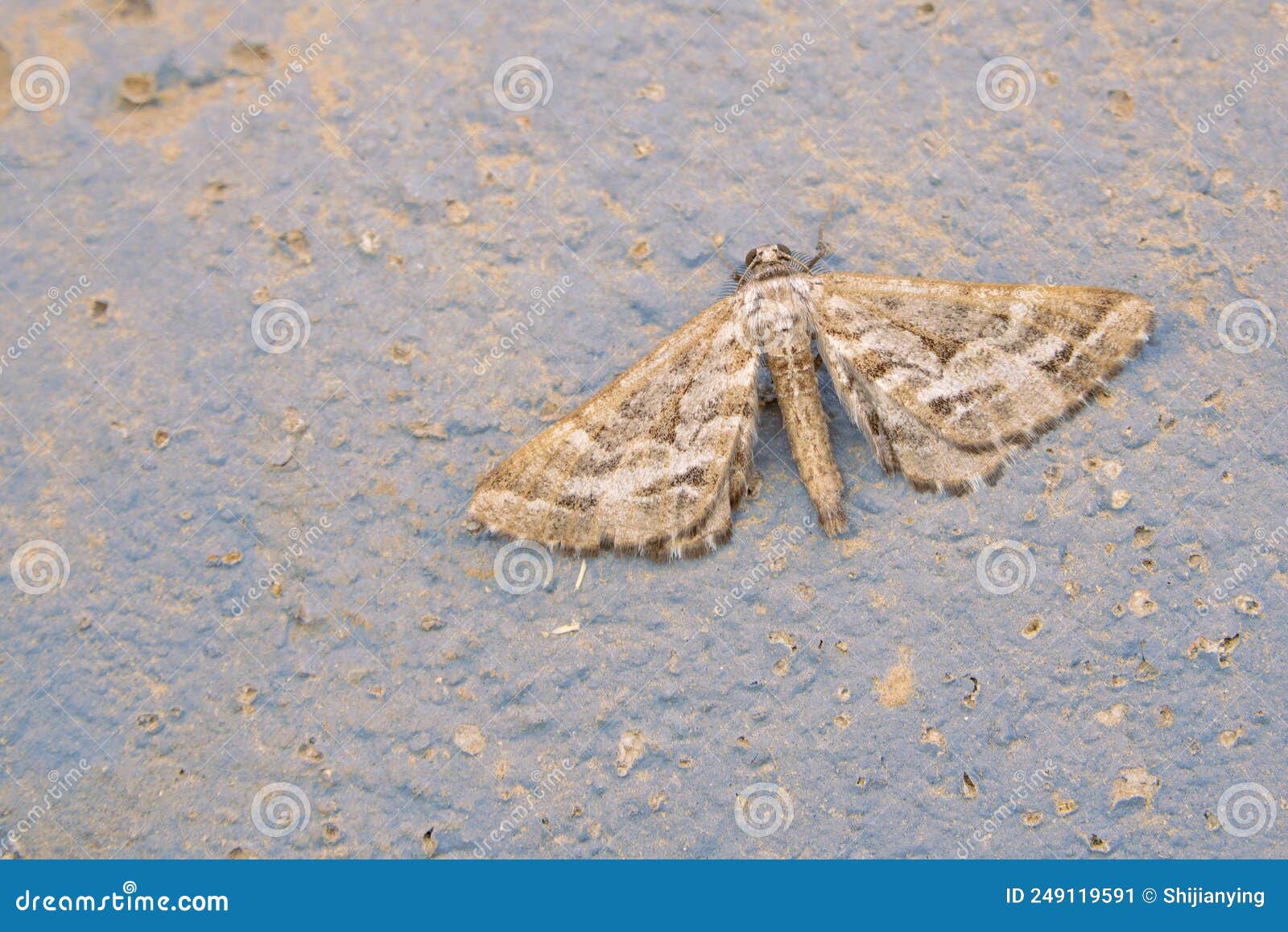 Geometridae moth stock image. Image of nature, lepidoptera - 249119591