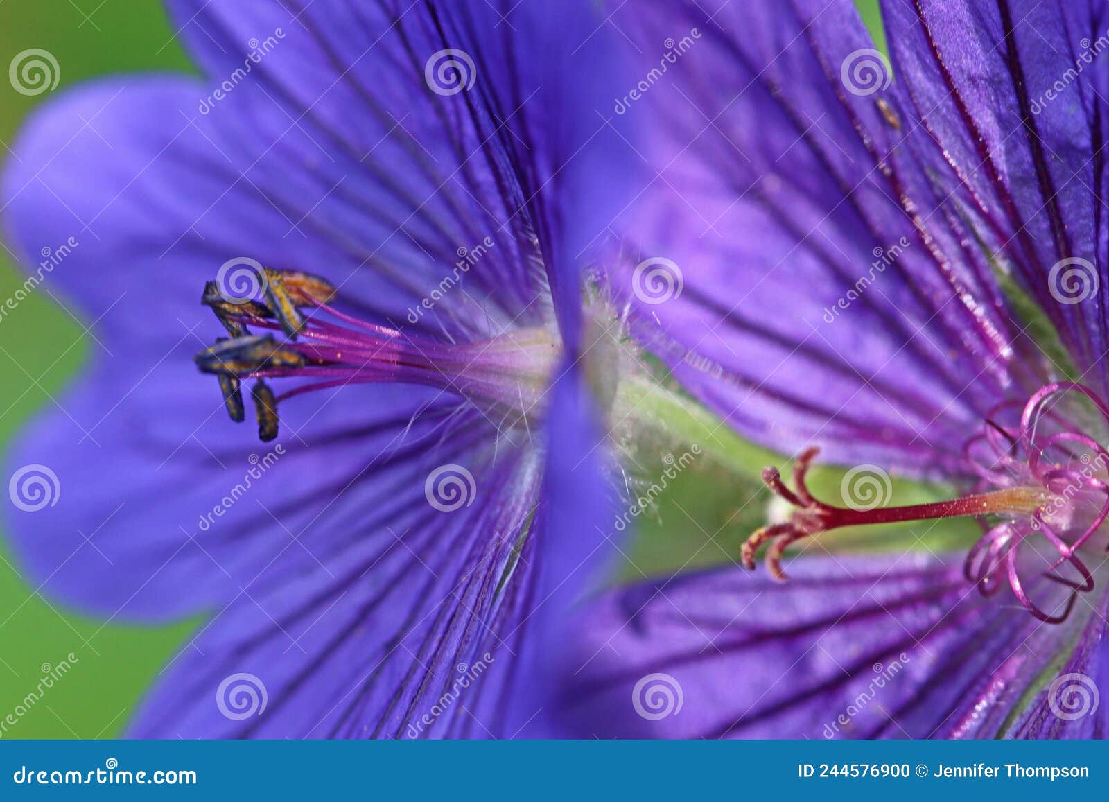 Close Up of a Geranium Flower Stock Photo - Image of flowers, beauty ...