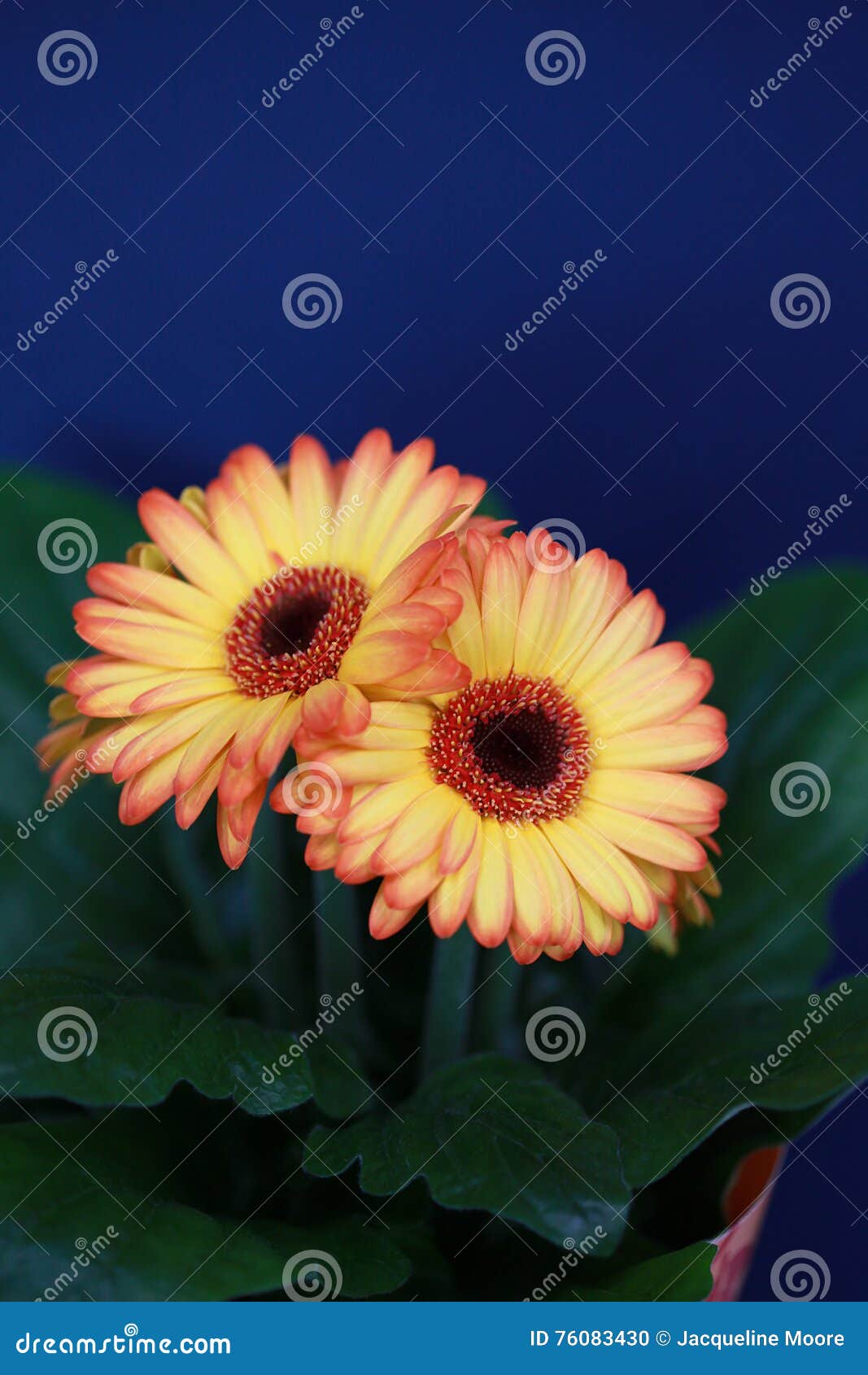 Close Up of a Gerbera Plant Stock Photo - Image of orange, closeup ...