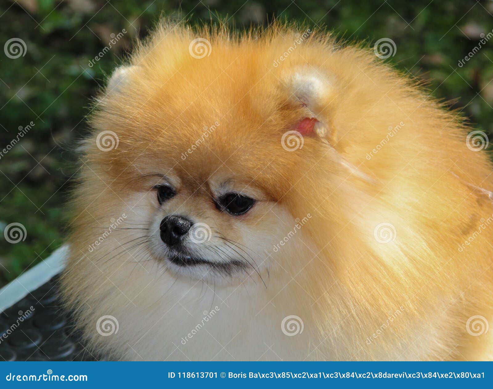 The Close Up of German Pomeranian. Stock Image - Image of white, ears ...