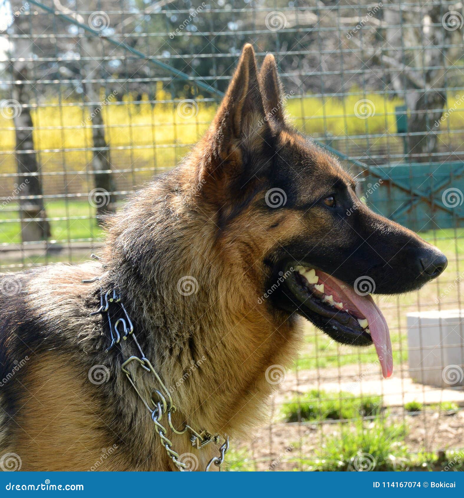Close Up of German Shepherd Dog Stock Photo - Image of shepherd, german ...