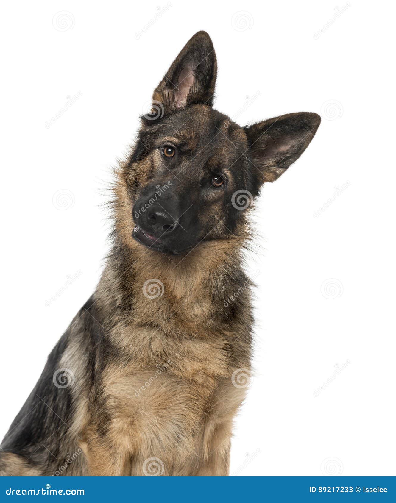Close-up of a German Shepherd Dog Staring at the Camera Stock Image ...