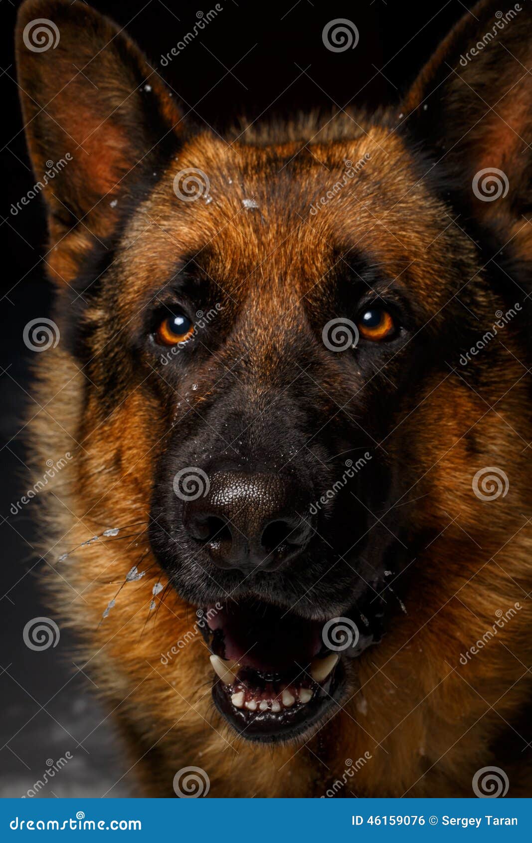 Close-up German shepherd stock photo. Image of macro - 46159076