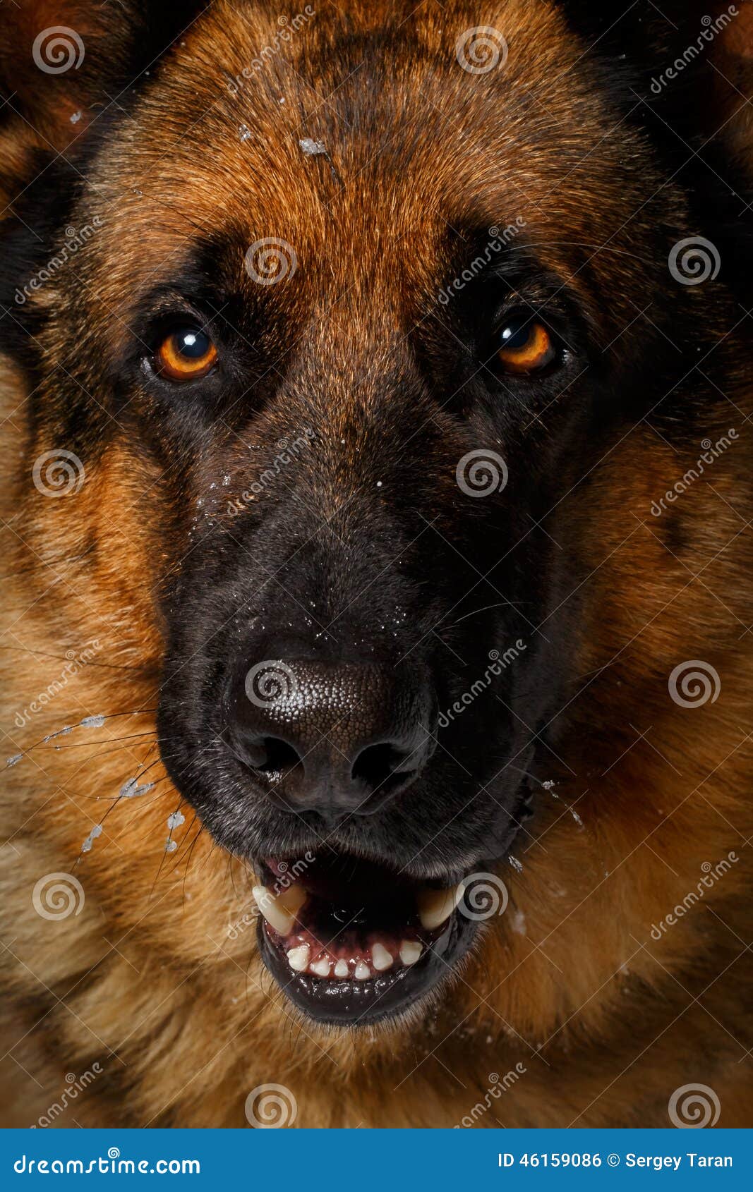 Close-up German shepherd stock photo. Image of full, looking - 46159086