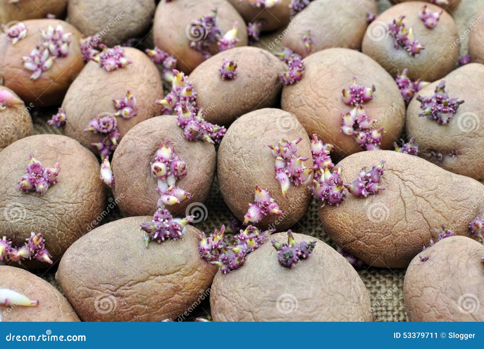 Close-up of Germinating Potatoes Stock Image - Image of tuber, potato ...