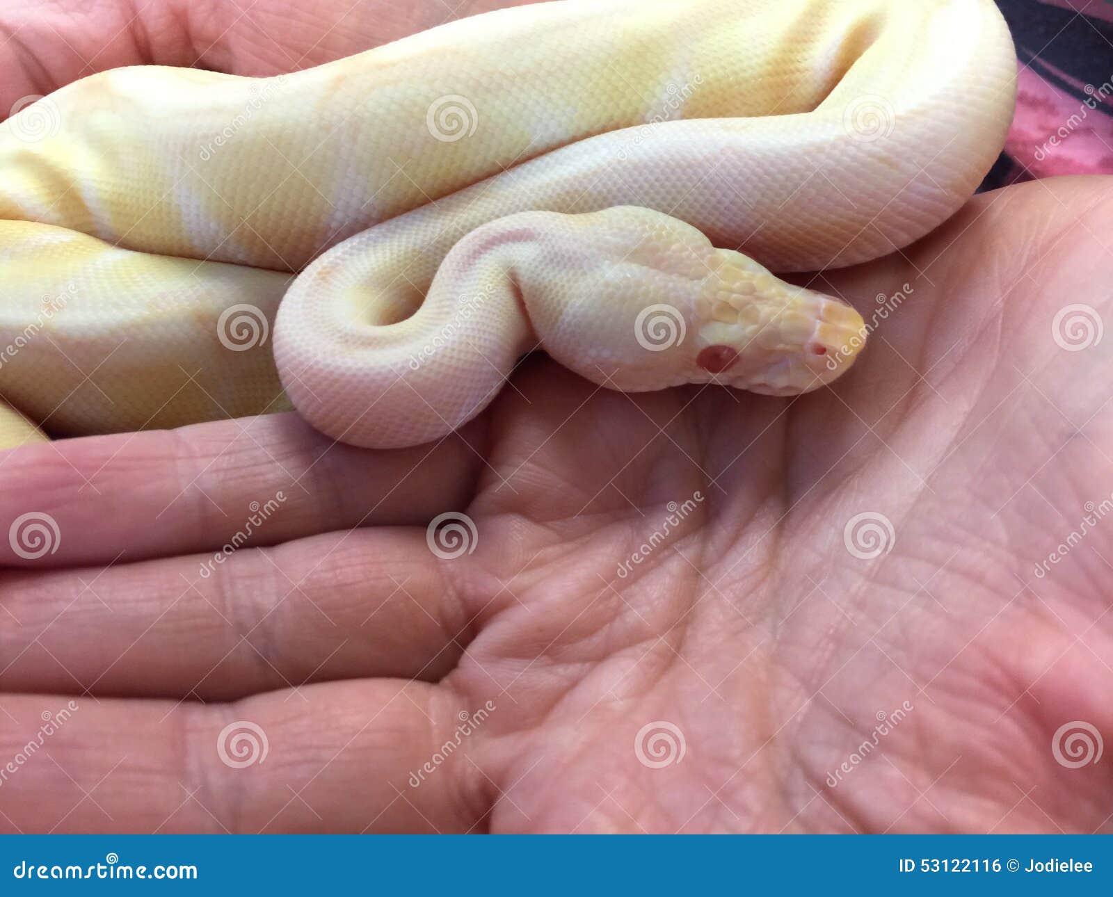 Close Up of Ghost Ball Python Snake Stock Photo - Image of snake, head ...