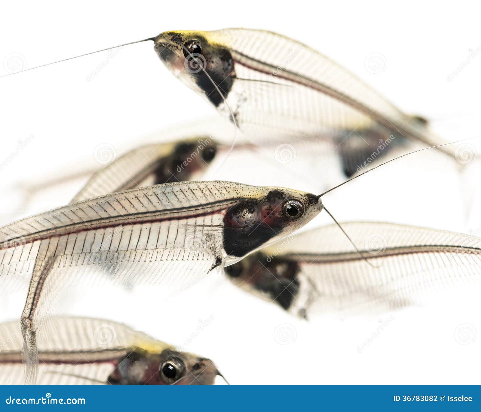 Close-up of a Ghost Catfishes School, Kryptopterus Minor Stock Photo ...