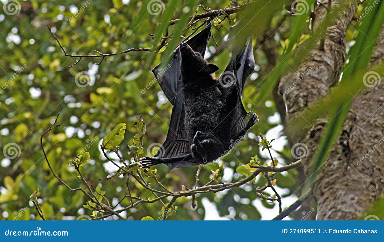 Close Up of Giant Flying Fox, Indonesia Stock Image - Image of tree ...