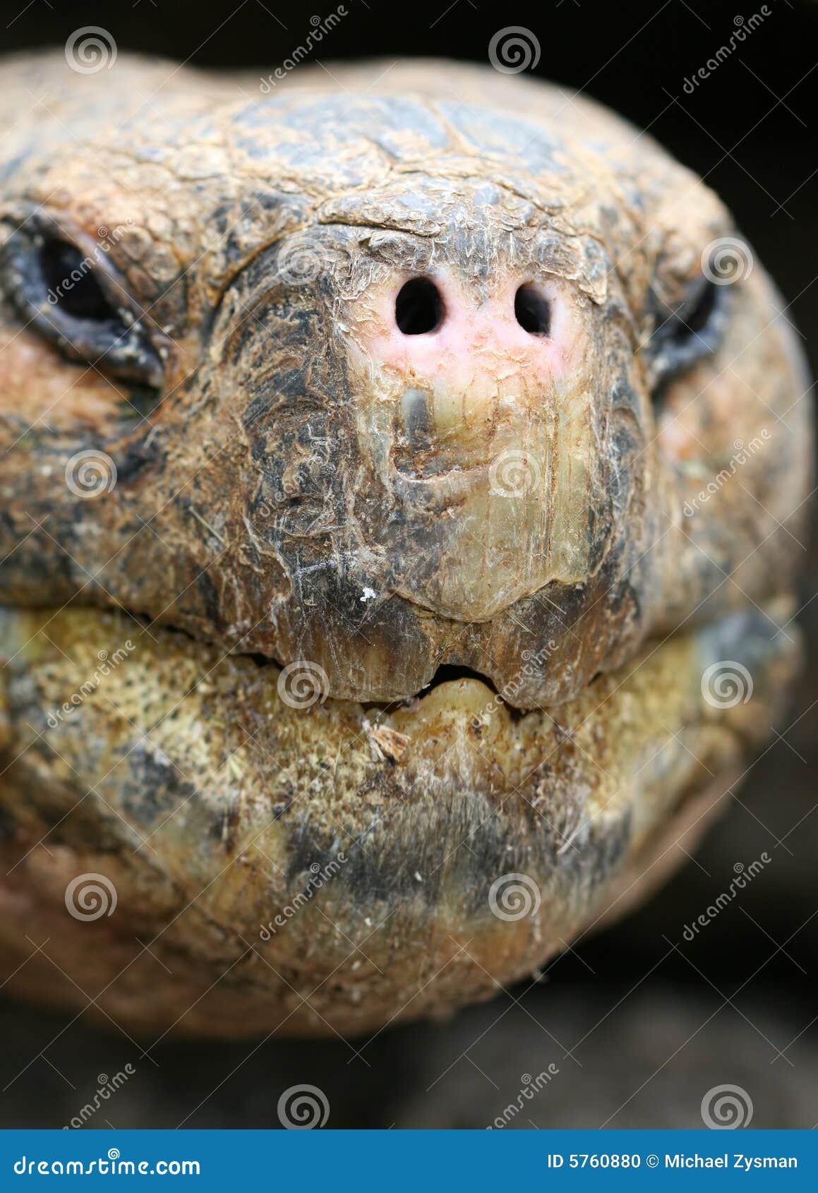 Close Up Giant Galapagos Tortoise Stock Photo - Image of galapagos ...
