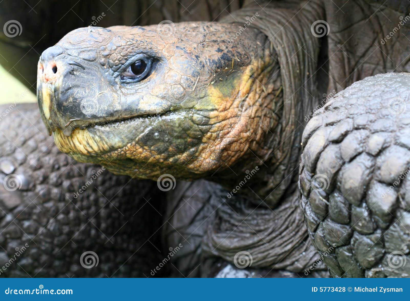 Close Up Giant Galapagos Tortoise Stock Photo - Image of wild, cruz ...
