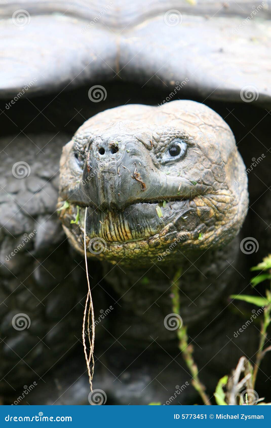 Close Up Giant Galapagos Tortoise Stock Image - Image of cruz ...
