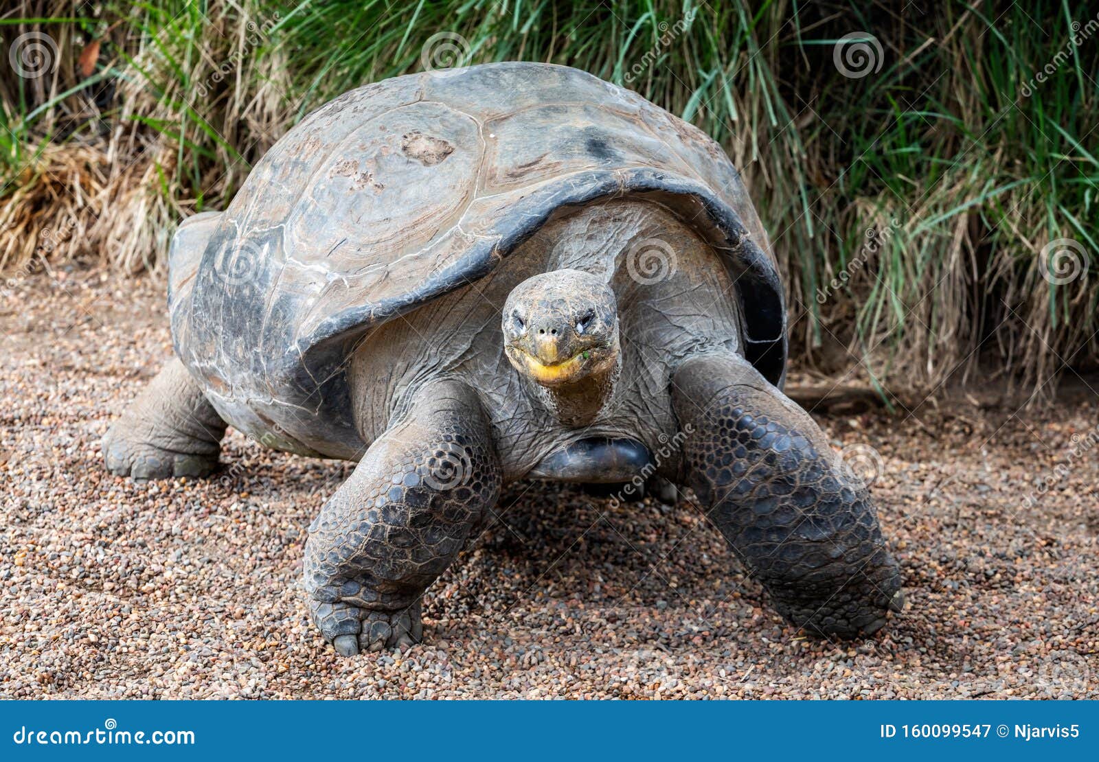 Close Up of Giant Galapagos Tortoise Stock Image - Image of huge ...