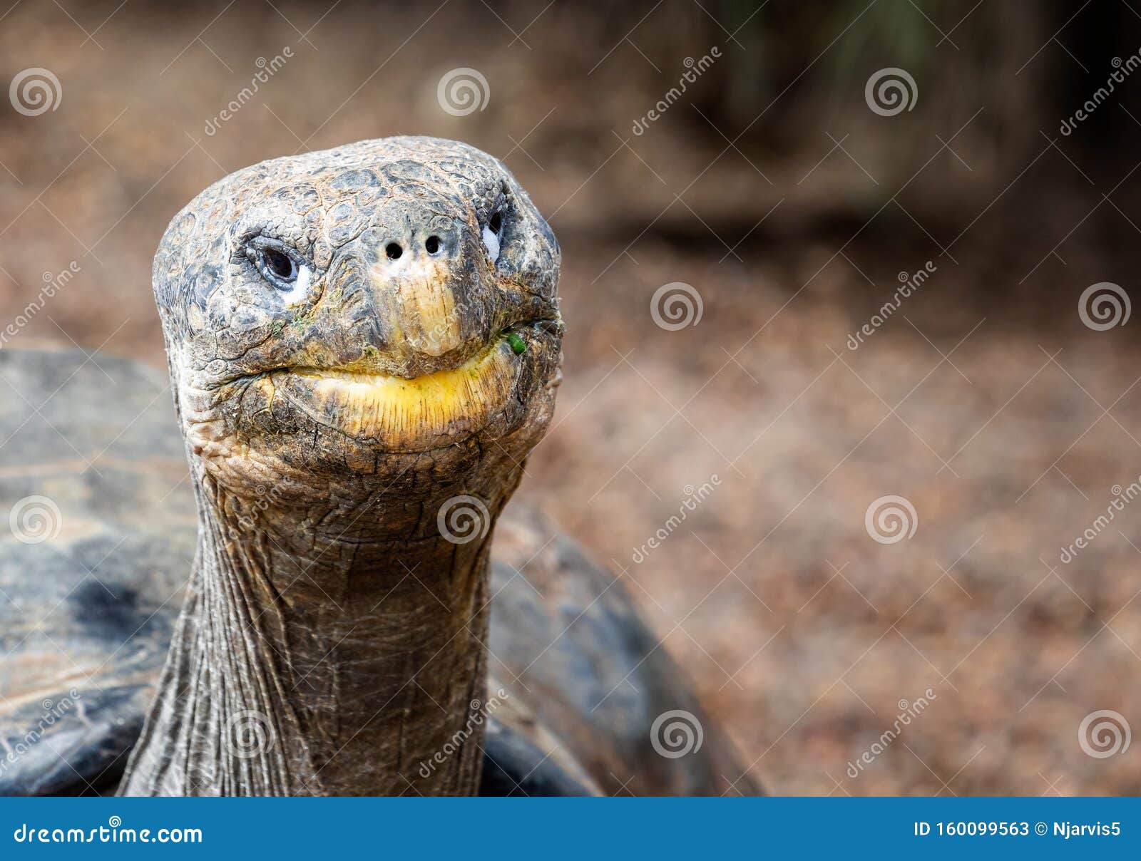 Close Up of Giant Galapagos Tortoise Head Stock Image - Image of large ...