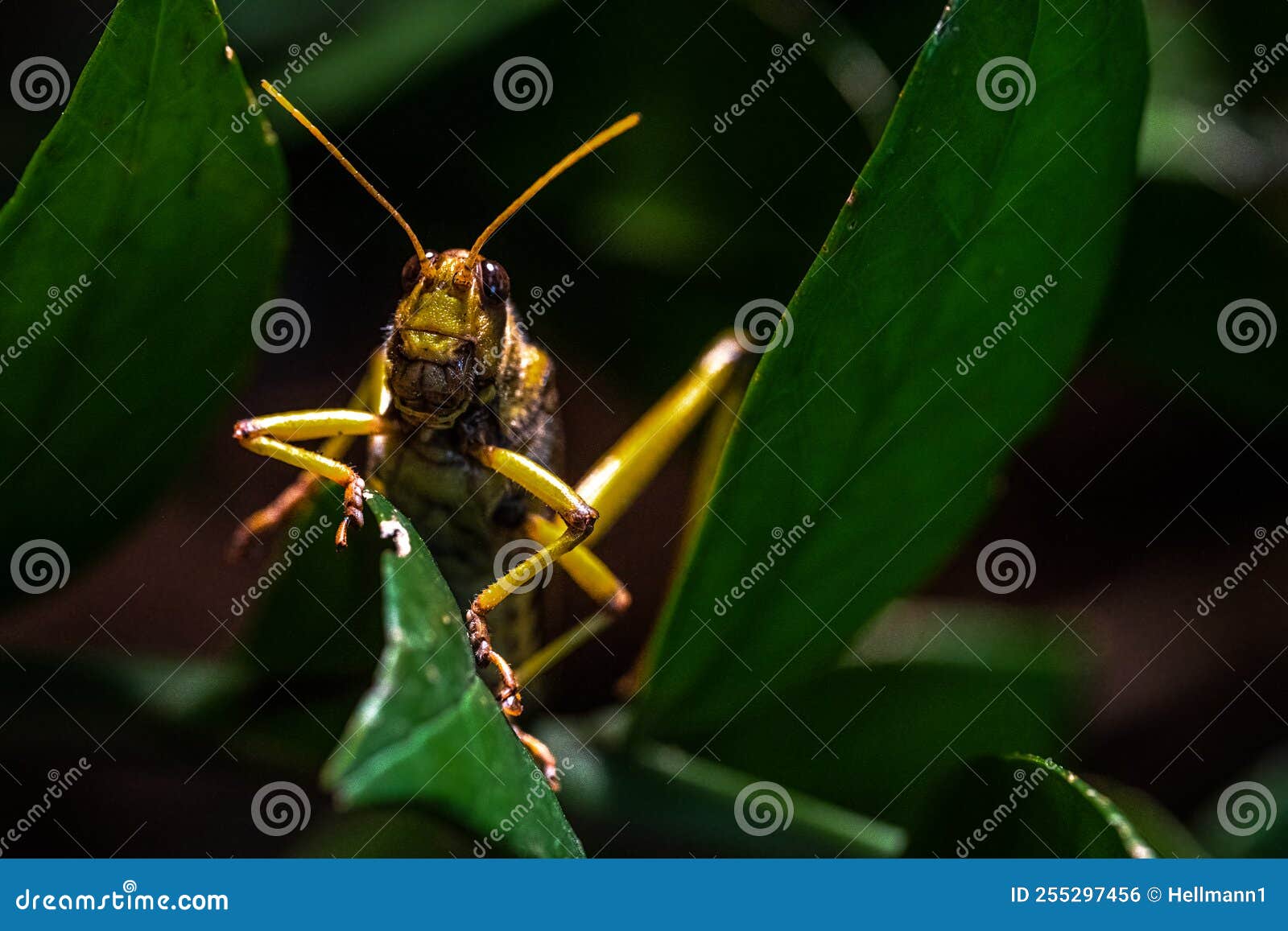 Giant Grasshopper stock photo. Image of background, closeup - 255297456