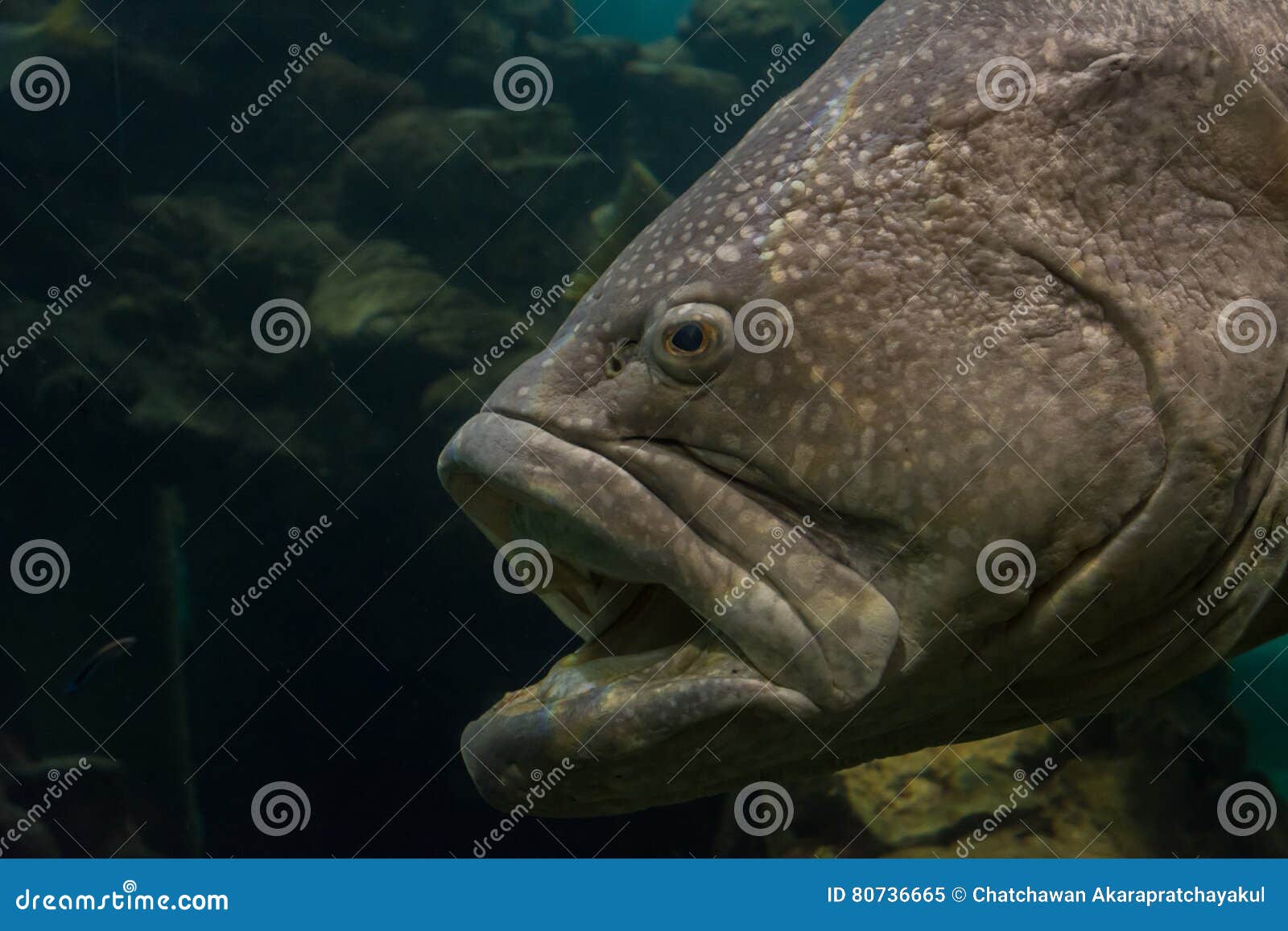 Close Up Giant Grouper Fish Stock Image - Image of life, sunny: 80736665
