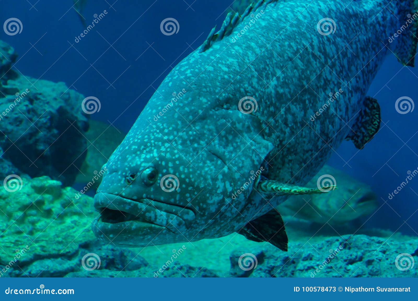 Giant grouper stock image. Image of giant, large, blue - 100578473