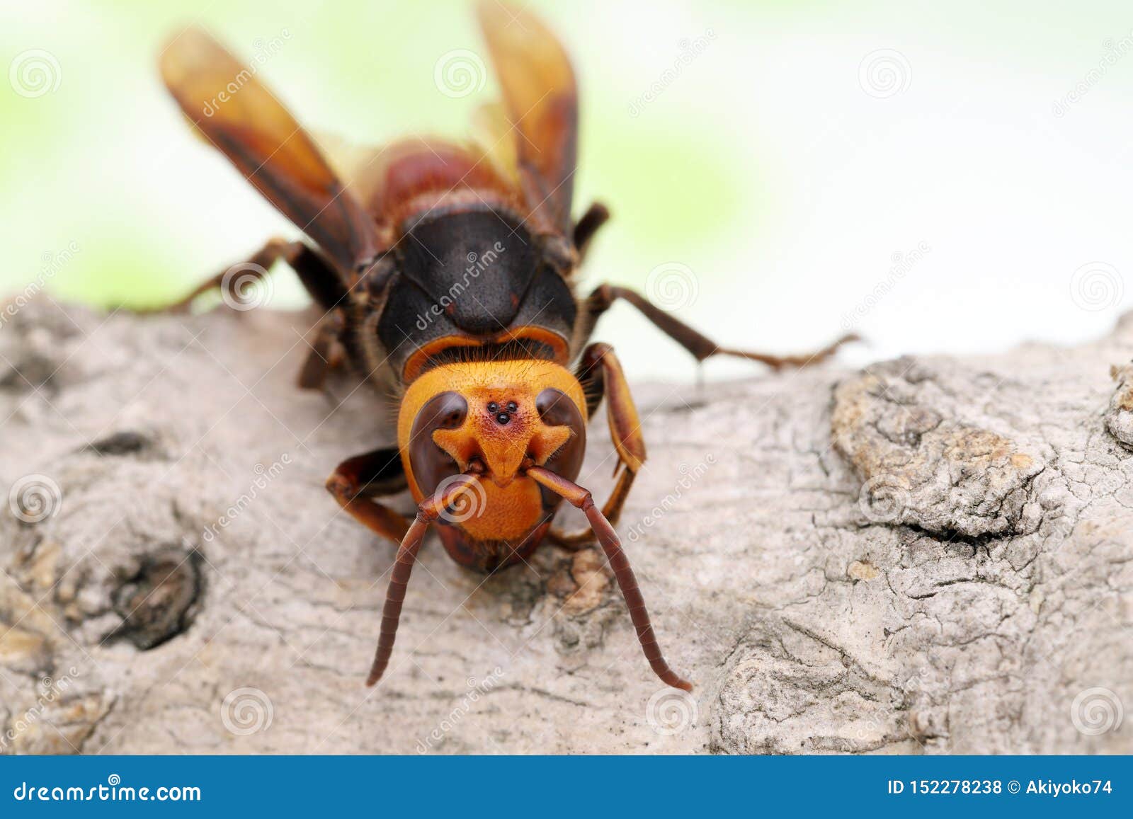 Giant Hornet on a Tree Surface Stock Photo - Image of live, detail ...